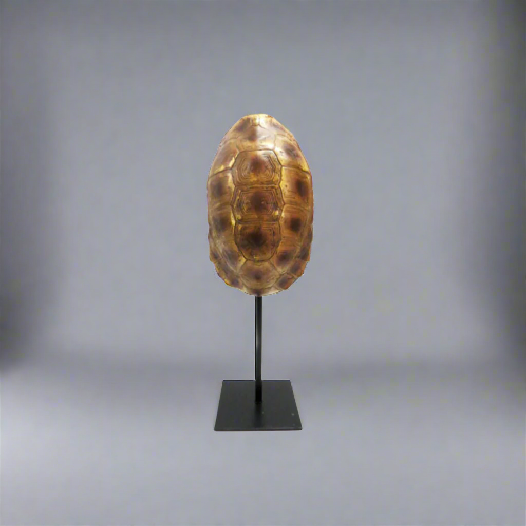 Unique Boys Interiors Taco Tortoise