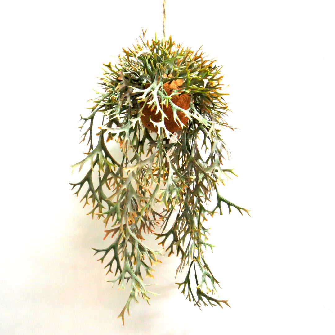 Unique Boys Interiors Hanging Staghorn Autumnal
