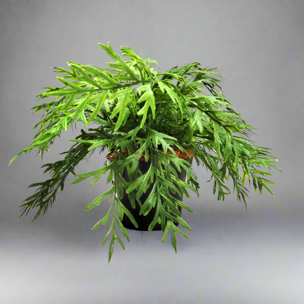 Antelaria Fern Potted – Unique Boys